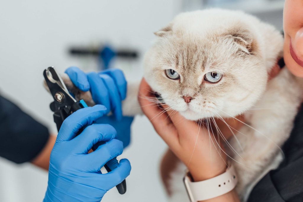 Pet Nail/Claw Diseases In Chicago, IL 60610 | Pet Derm