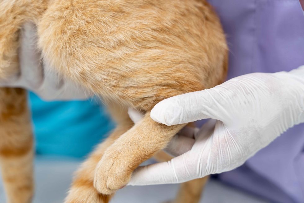 Pet Skin Biopsies In Chicago, IL 60610 | Pet Derm