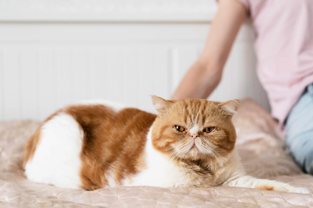 Pet Skin Growth Removals In Chicago, IL 60610 | Pet Derm