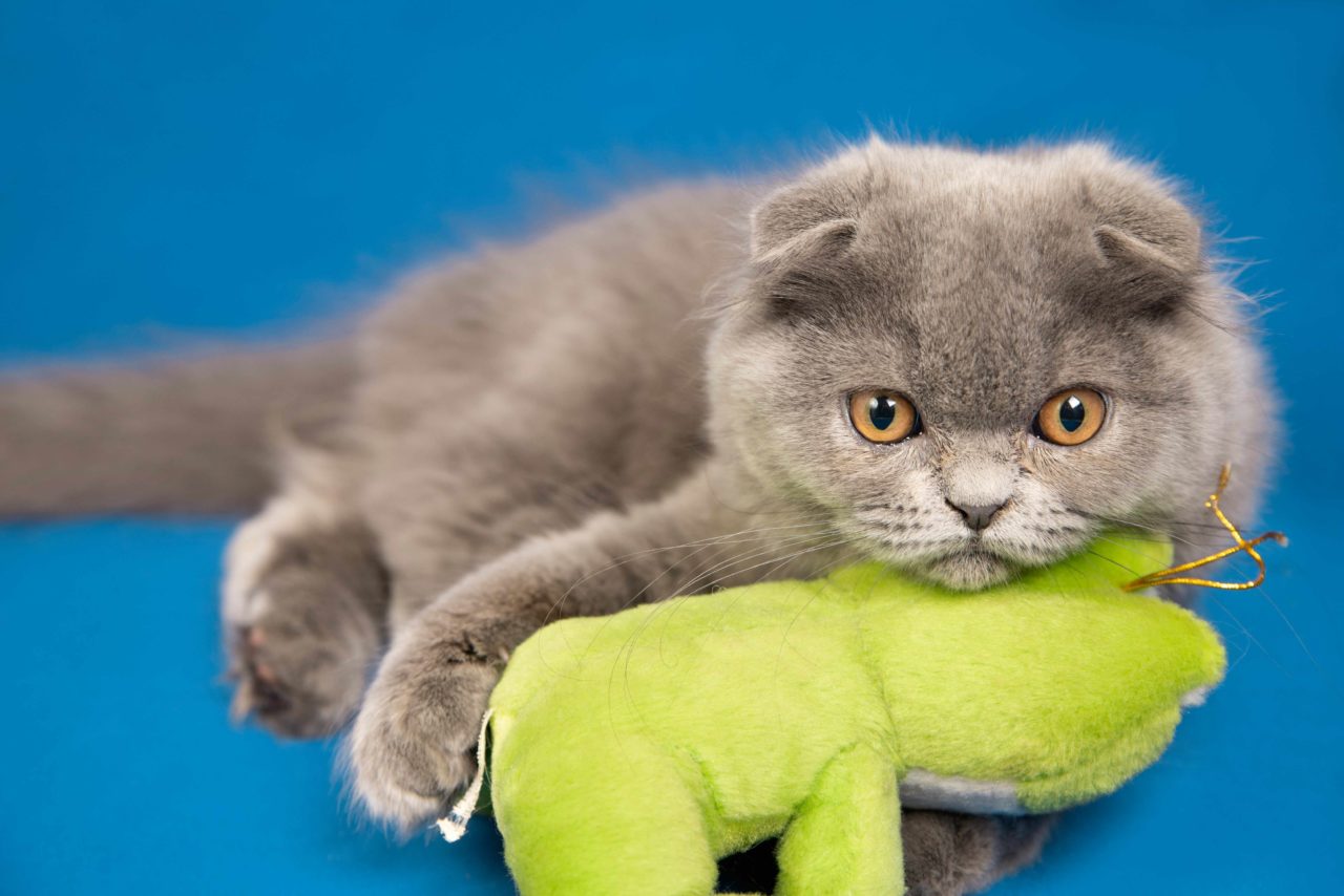 Pet Skin Growth Removals In Chicago, IL 60610 | Pet Derm